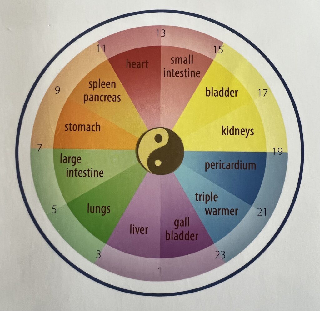 The Importance of the «Organ Clock» | Personalworkout Fitnessblog